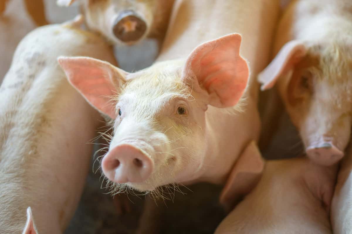 Will Drug-Resistant Germs from Pig Farms Make You Sick? | The People's ...