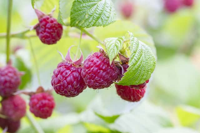 Raspberry Powder to Help Diarrhea from IBS | The People's Pharmacy